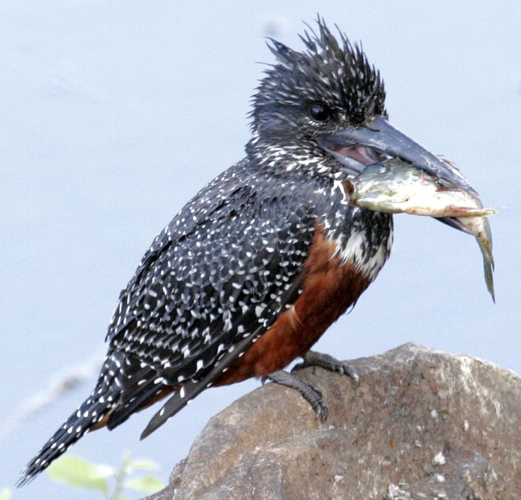 Birds | Parque Nacional de Limpopo