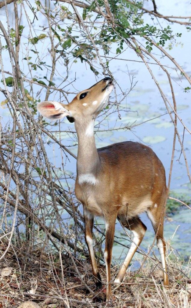 Wildlife - 1 | Parque Nacional de Limpopo
