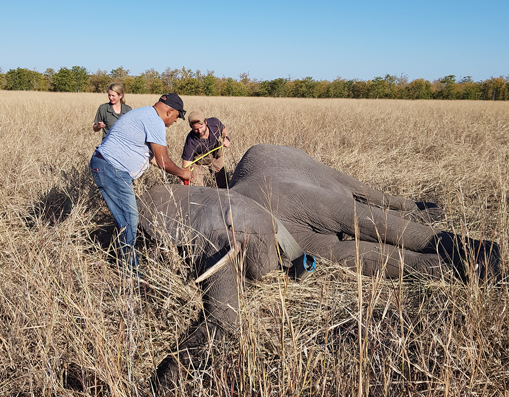 Collaring provides insight into elephant movement | Parque Nacional de ...