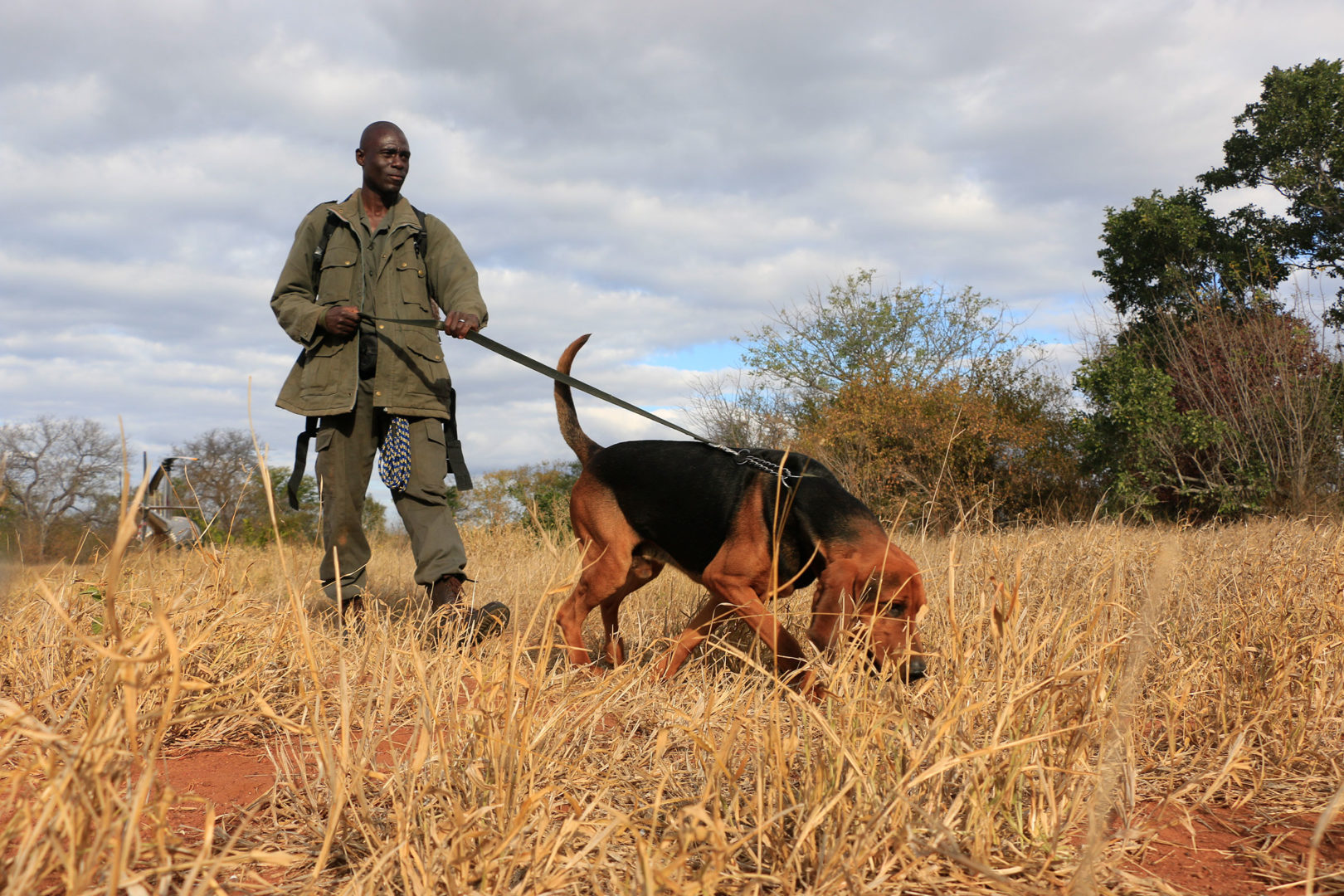 Becoming a counter-poaching K9 handler | Parque Nacional de Limpopo