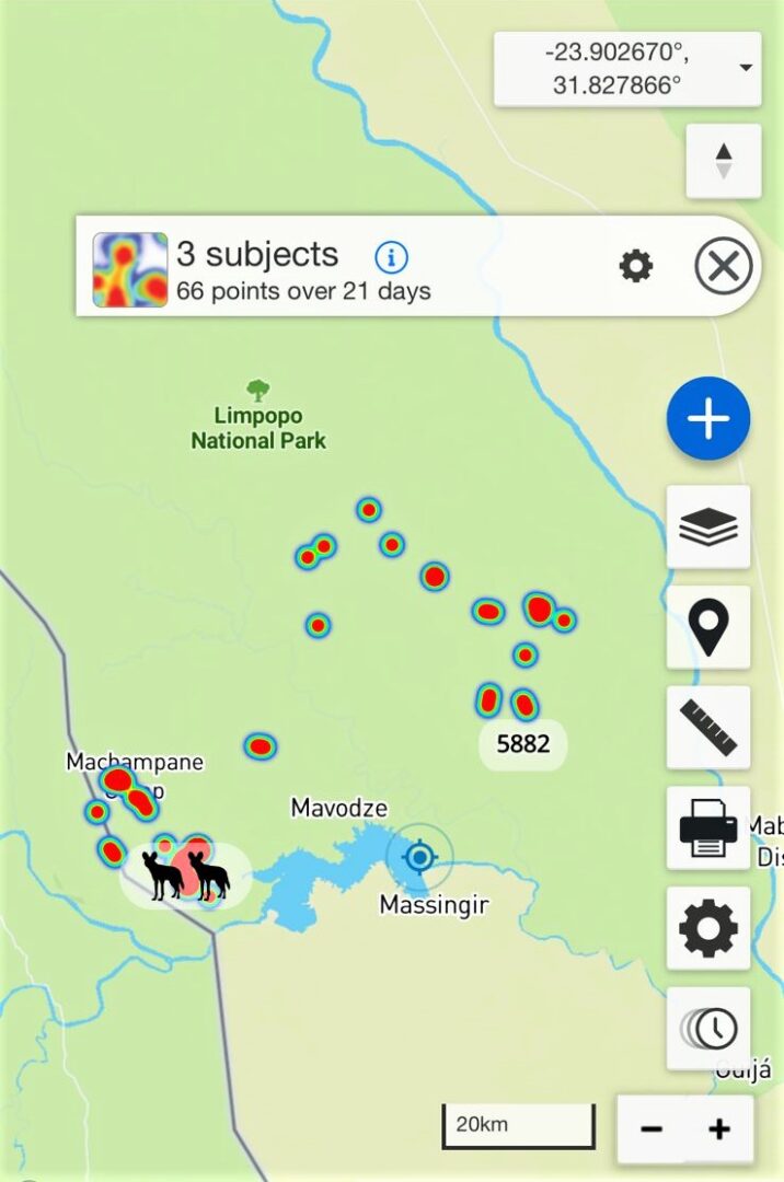 A wild dog revival in Limpopo National Park | Parque Nacional de Limpopo