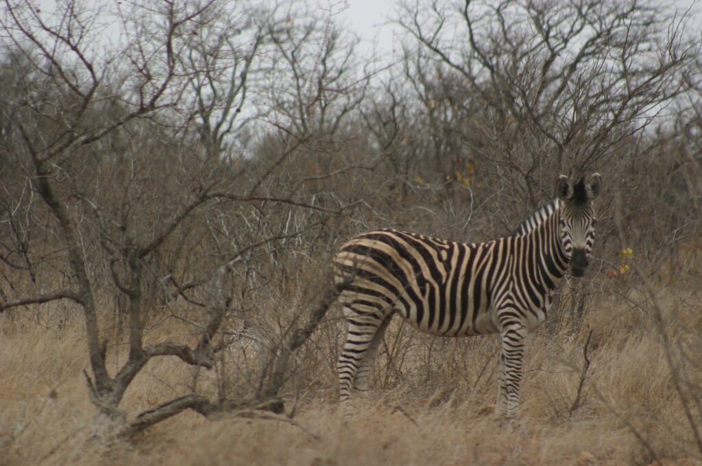 Zebra | Parque Nacional de Limpopo