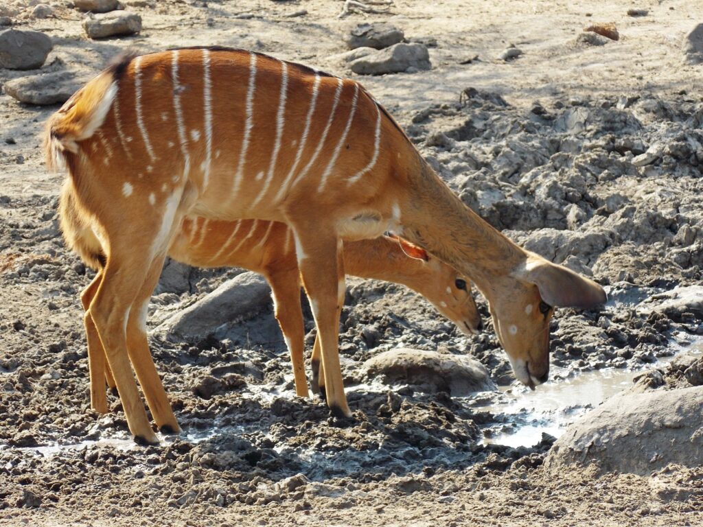 Wildlife | Parque Nacional de Limpopo