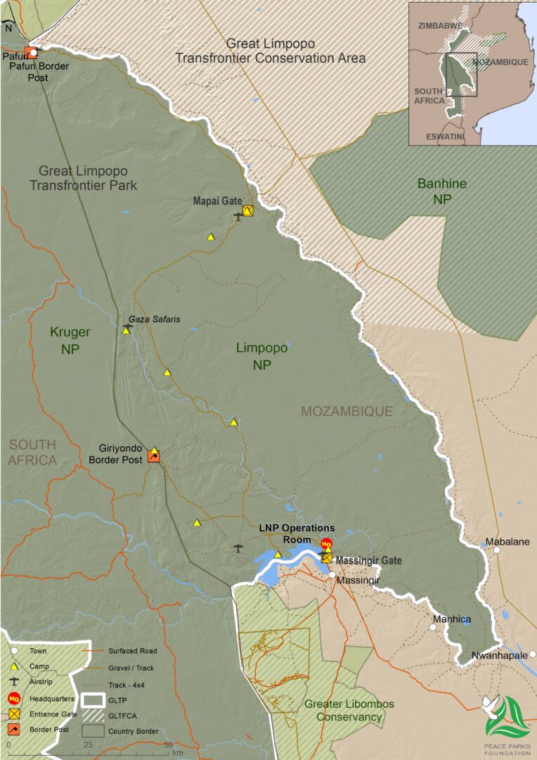 A wild dog revival in Limpopo National Park | Parque Nacional de Limpopo