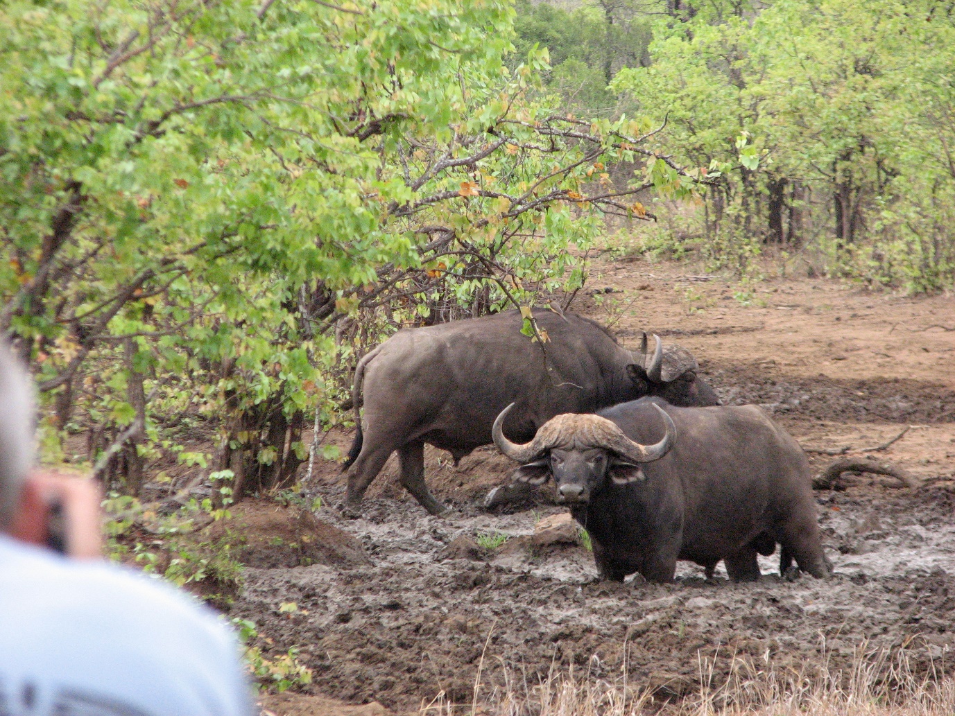 Activities | Parque Nacional de Limpopo