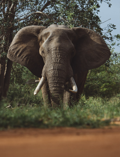 What to see | Parque Nacional de Limpopo